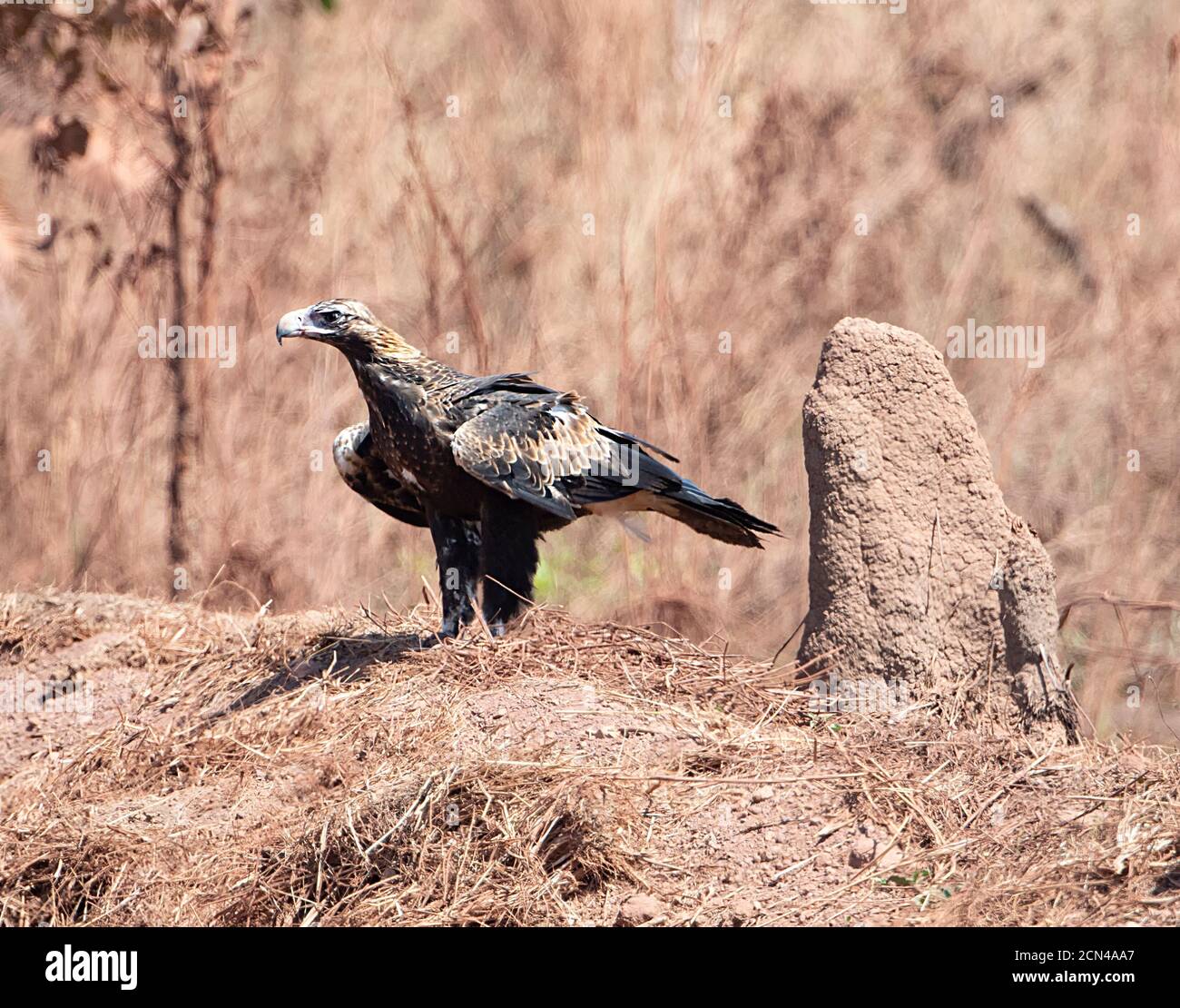 Wedge-tailed Eagle (Aquila audax) standing next to a termite mound ...