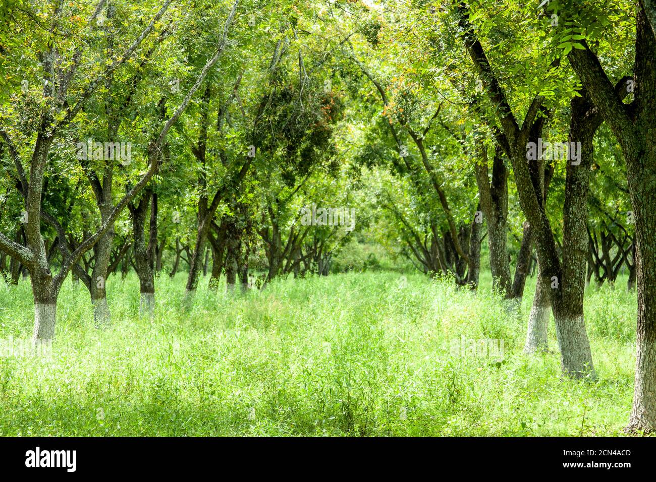 Grove walnut trees Stock Photo - Alamy