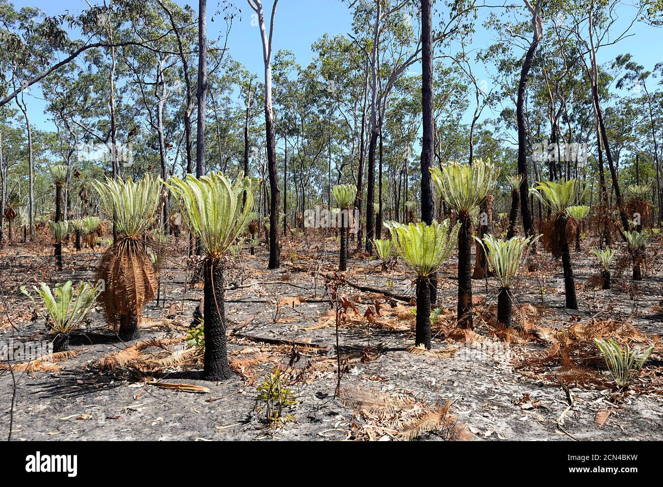 Bright green new shoots of tree ferns regrowth after a bushfire, Arnhem ...