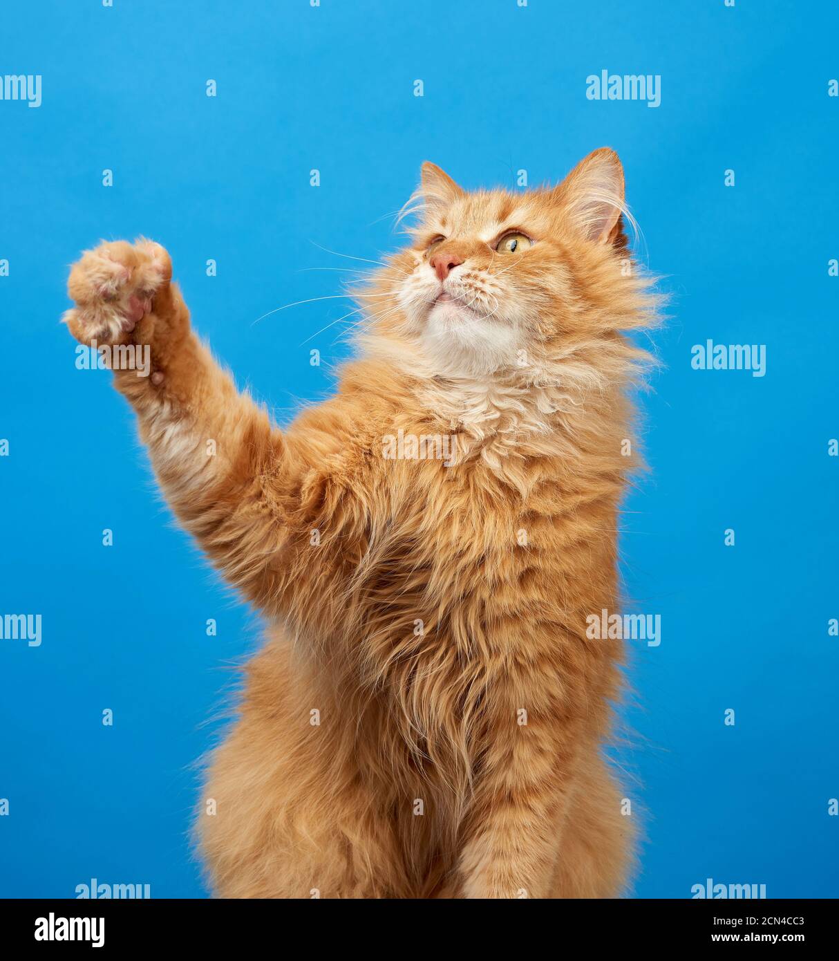 Cat raised paws hi-res stock photography and images - Alamy