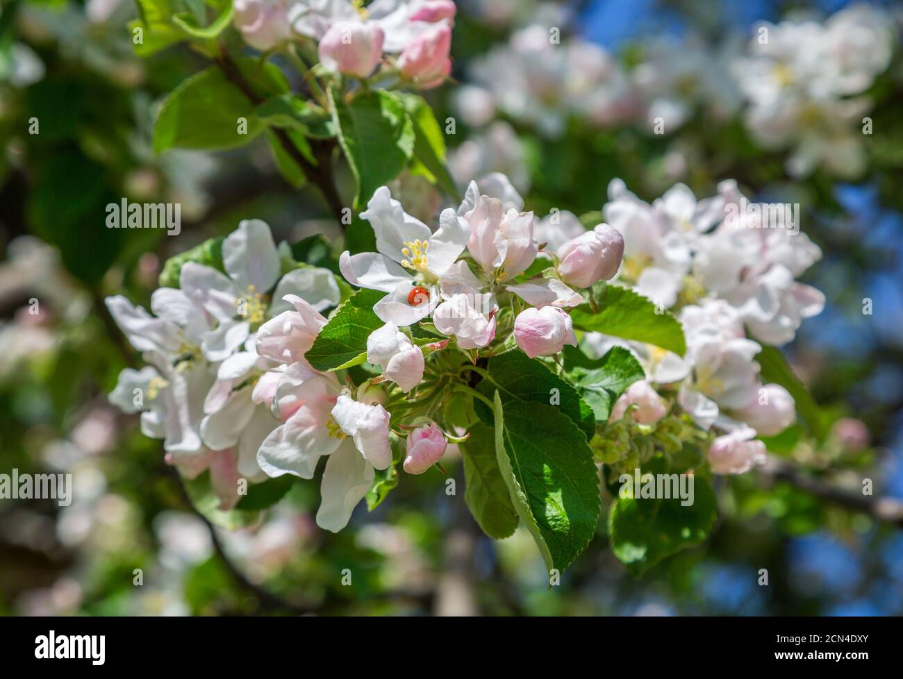 Immature apple hi-res stock photography and images - Alamy