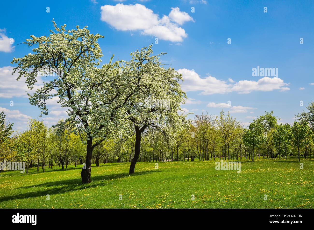 Spring in the city park Stock Photo - Alamy