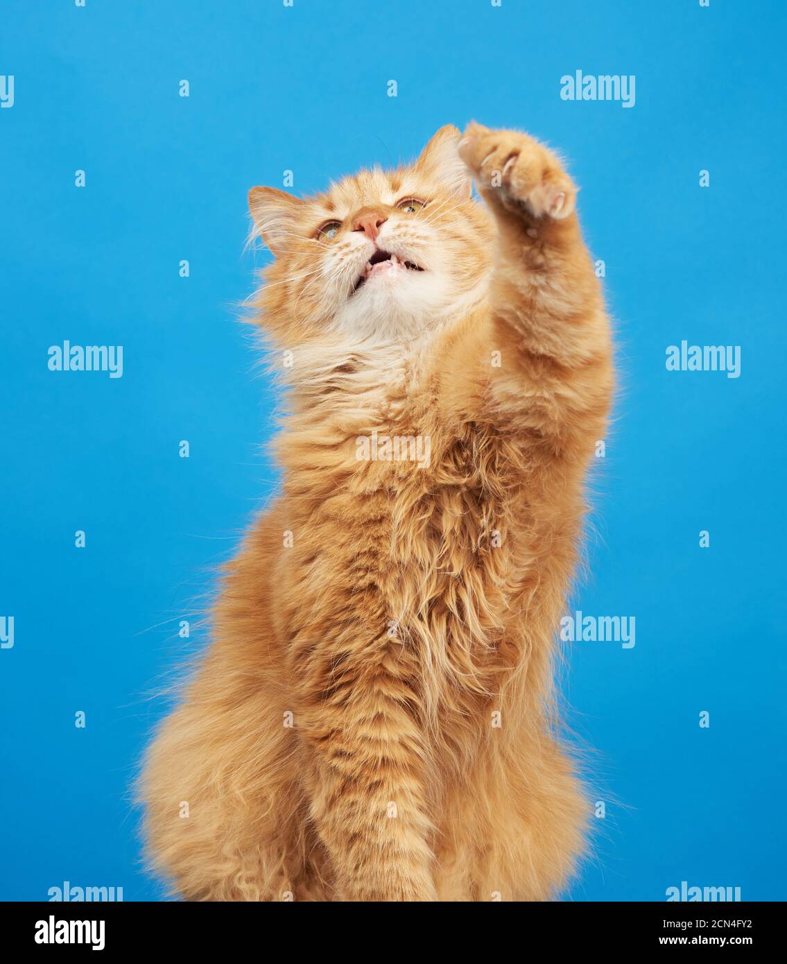 adult fluffy red cat sitting and raised its front paws up, imitation of ...