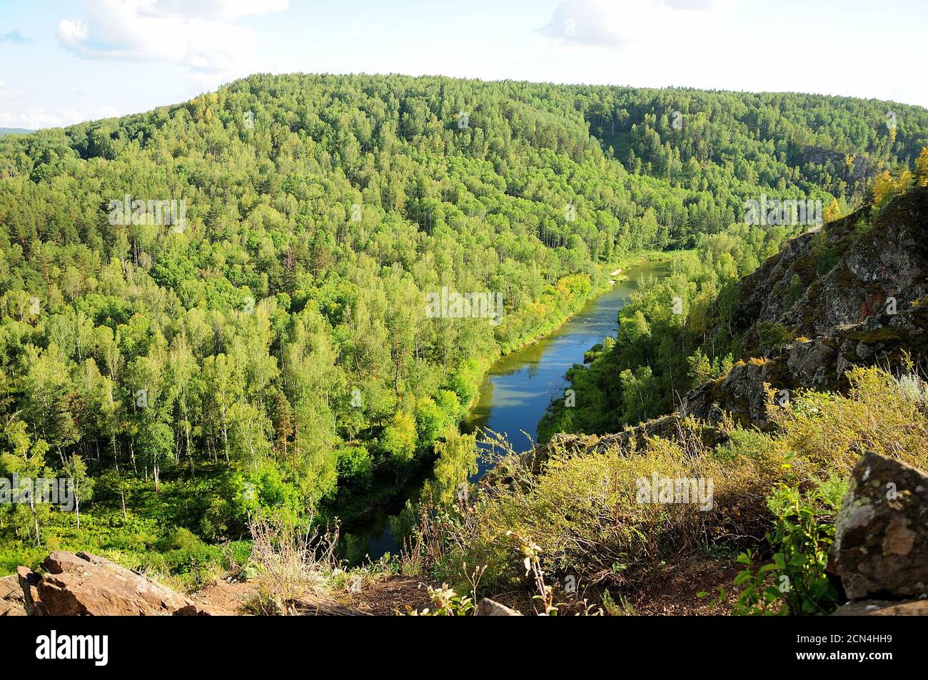 Top view of a winding calm river flowing through a dense coniferous forest. Berd river ...