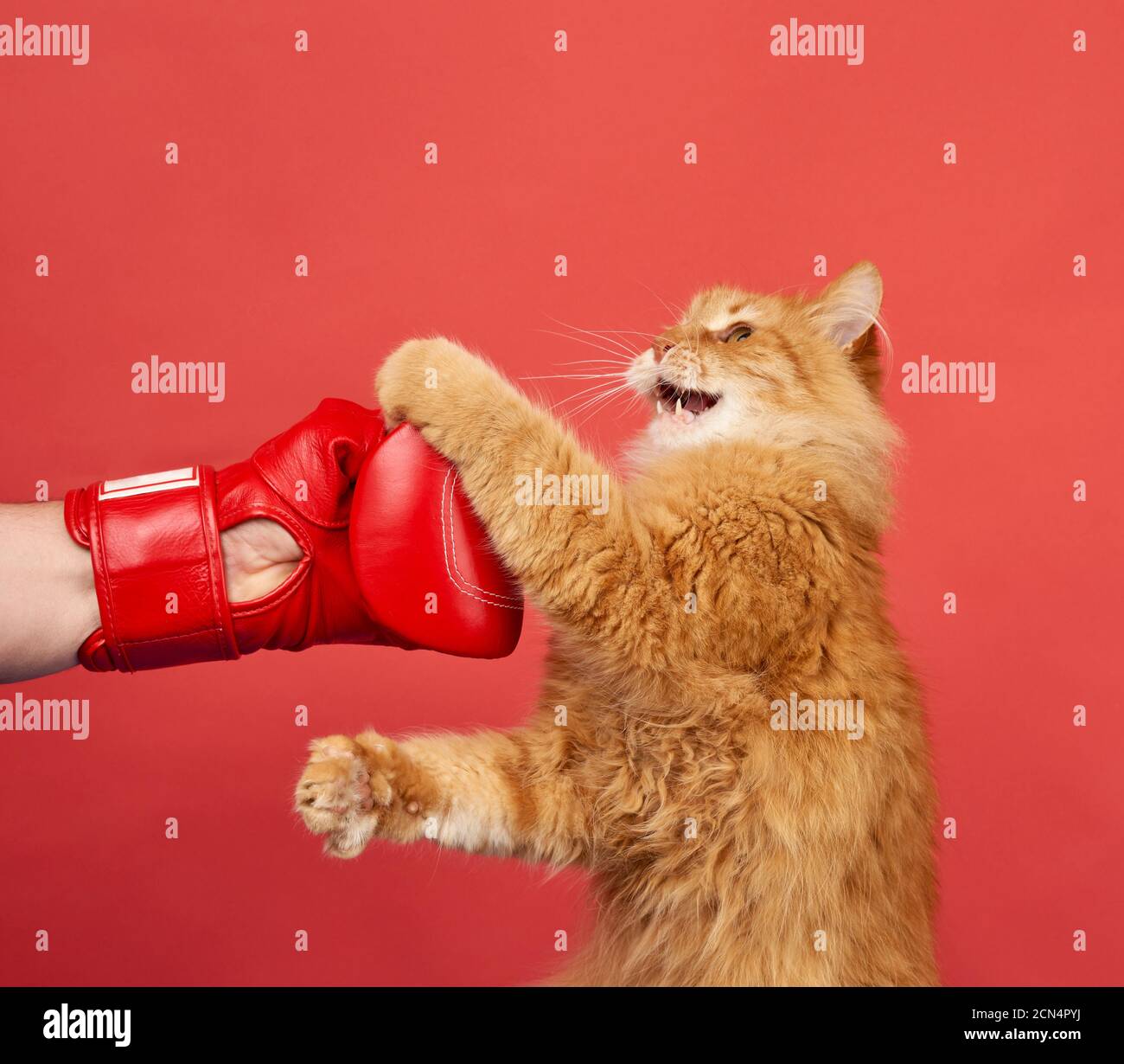 Cat boxing hi-res stock photography and images - Alamy