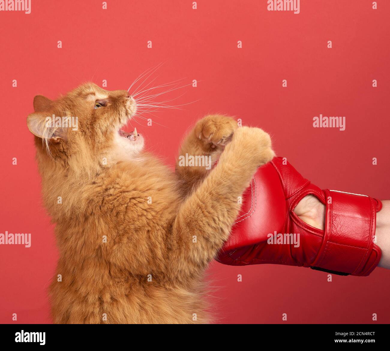 Cat boxing hi-res stock photography and images - Alamy