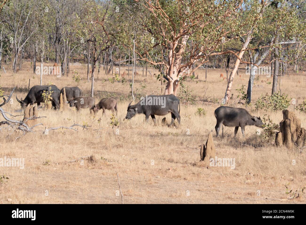 A herd of wild Water Buffaloes (Bubalus bubalis) grazing , East Arnhem ...