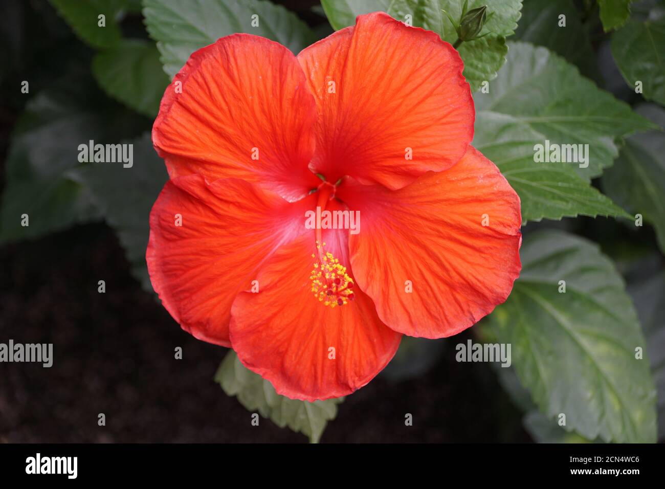 Beautiful red color of Chinese hibiscus 'President' flower Stock Photo ...