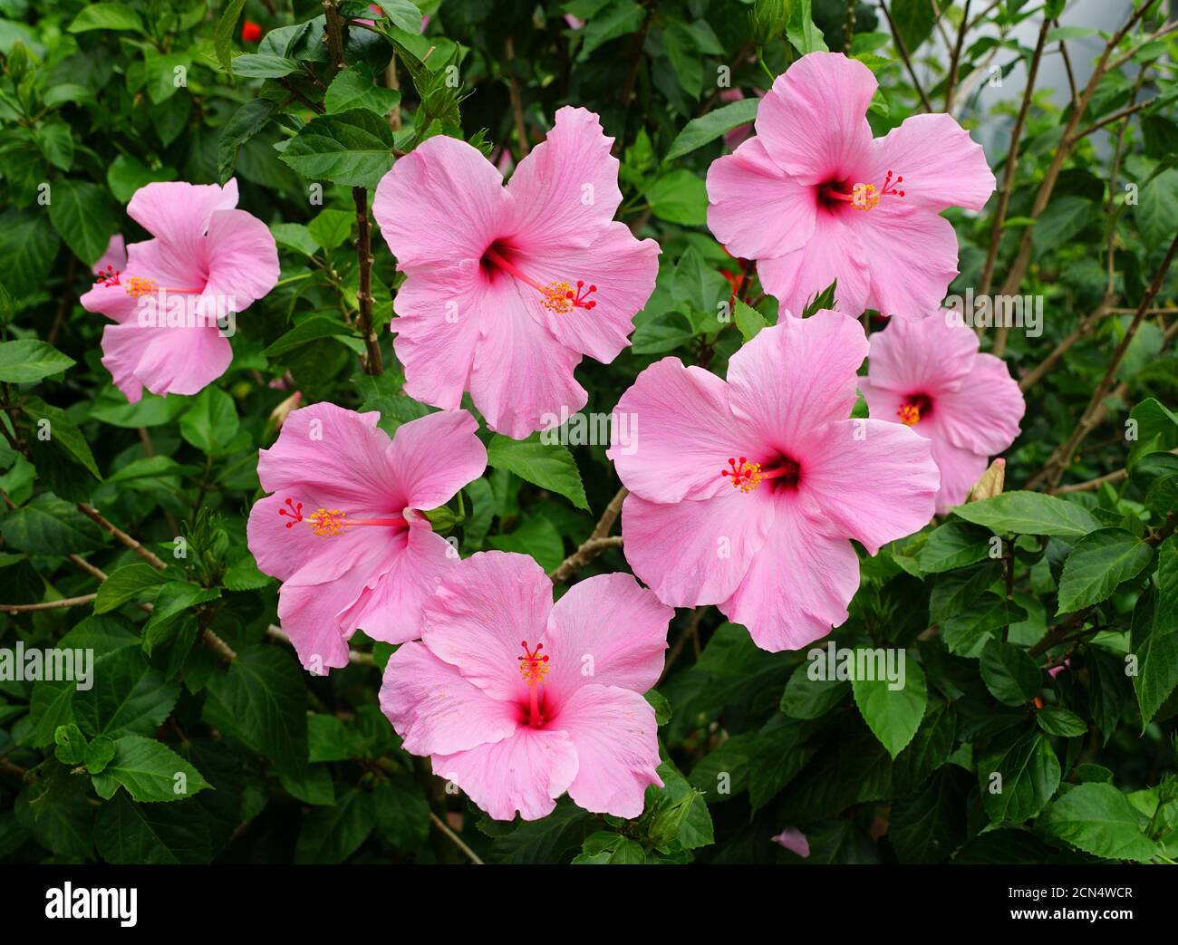 Hot Pink Hibiscus Flower