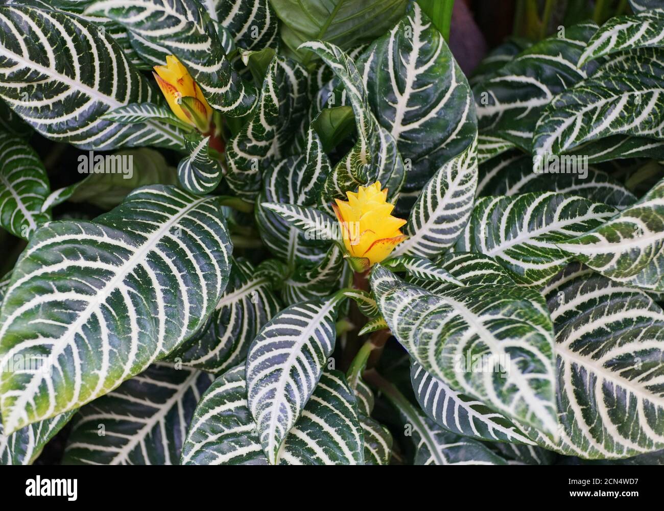 Beautiful foliage of Zebra plant with tiny yellow flower Stock Photo ...