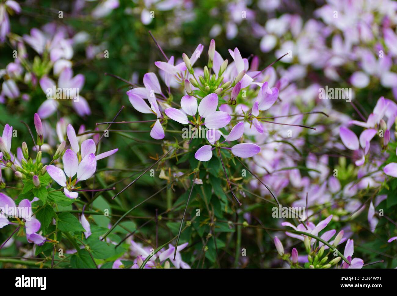 Light purple color of Spider-Flower 'Linde Armstrong' Stock Photo - Alamy