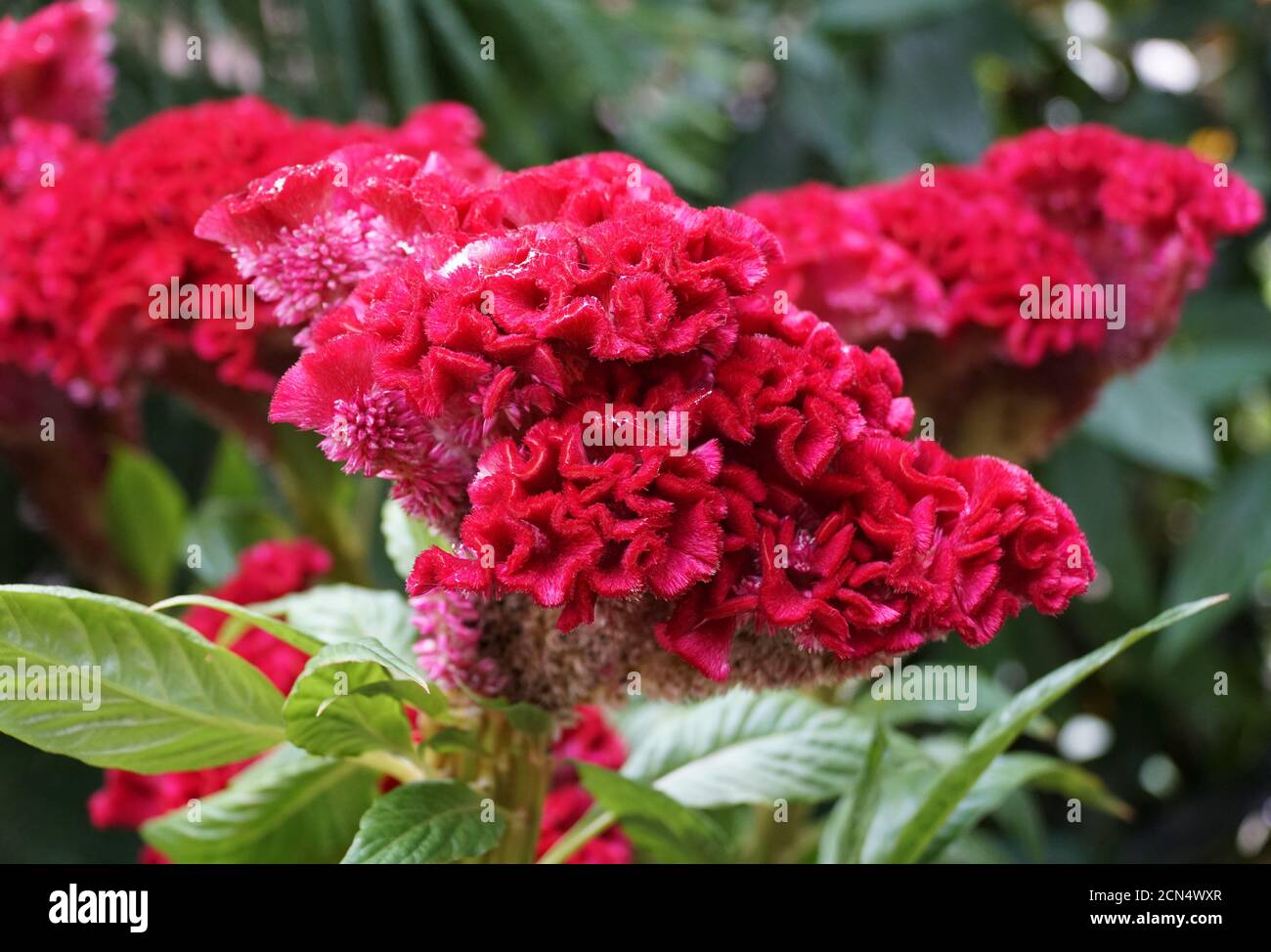 Beautiful dark red color of Cockscomb "Bombay Fire" flower Stock Photo ...