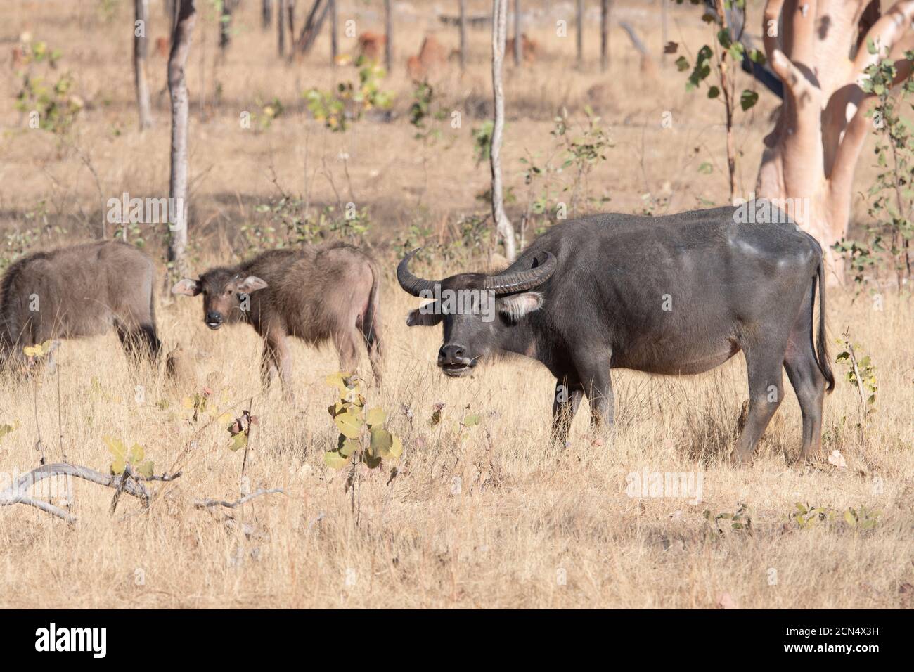 Wild adult and baby Water Buffaloes (Bubalus bubalis) grazing , East ...