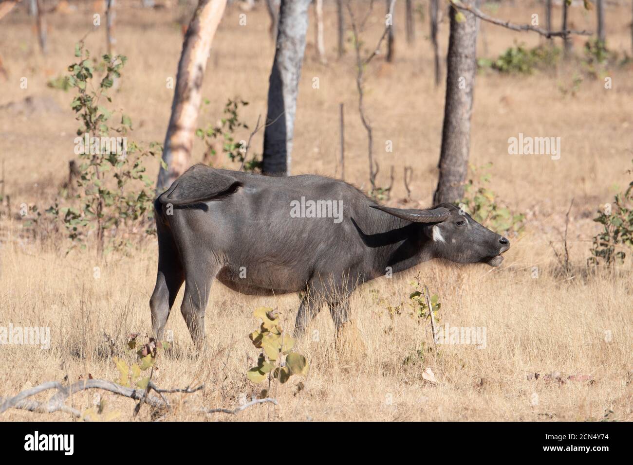 A single wild adult Water Buffalo (Bubalus bubalis) grazing, East ...