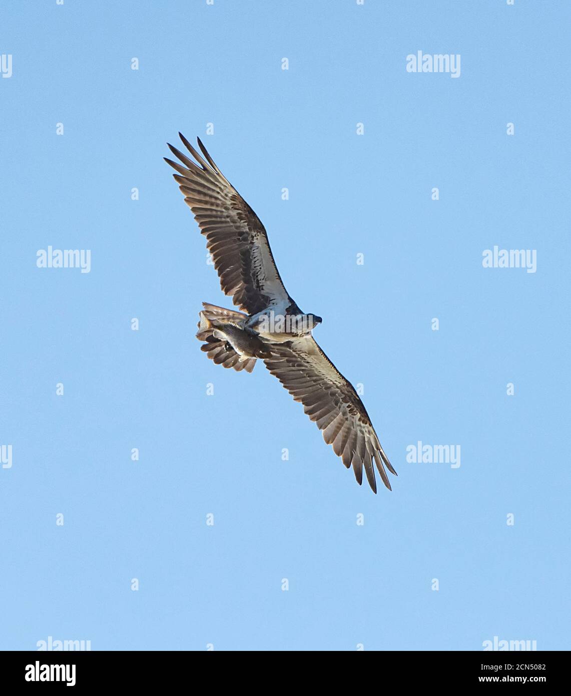 Northern territory birds of prey hi-res stock photography and images ...