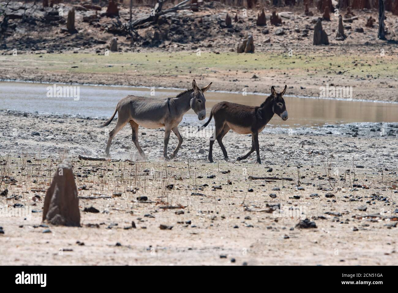 2 donkeys hi-res stock photography and images - Alamy