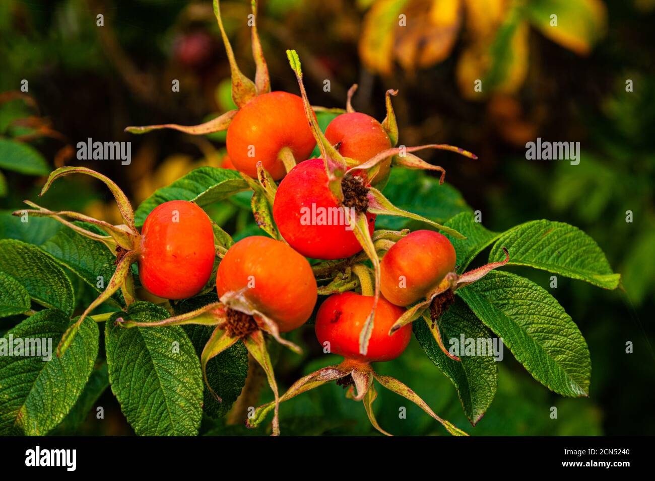 Dense rose hip branches hi-res stock photography and images - Alamy