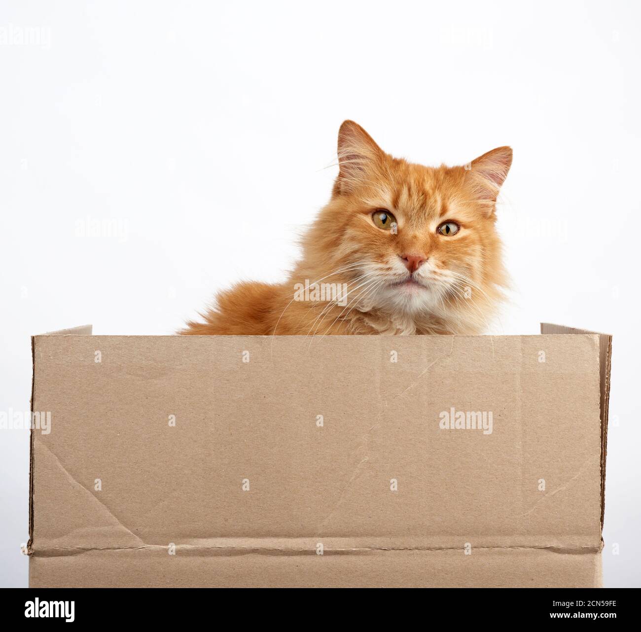ginger cat sitting in a brown cardboard box on a white background Stock ...