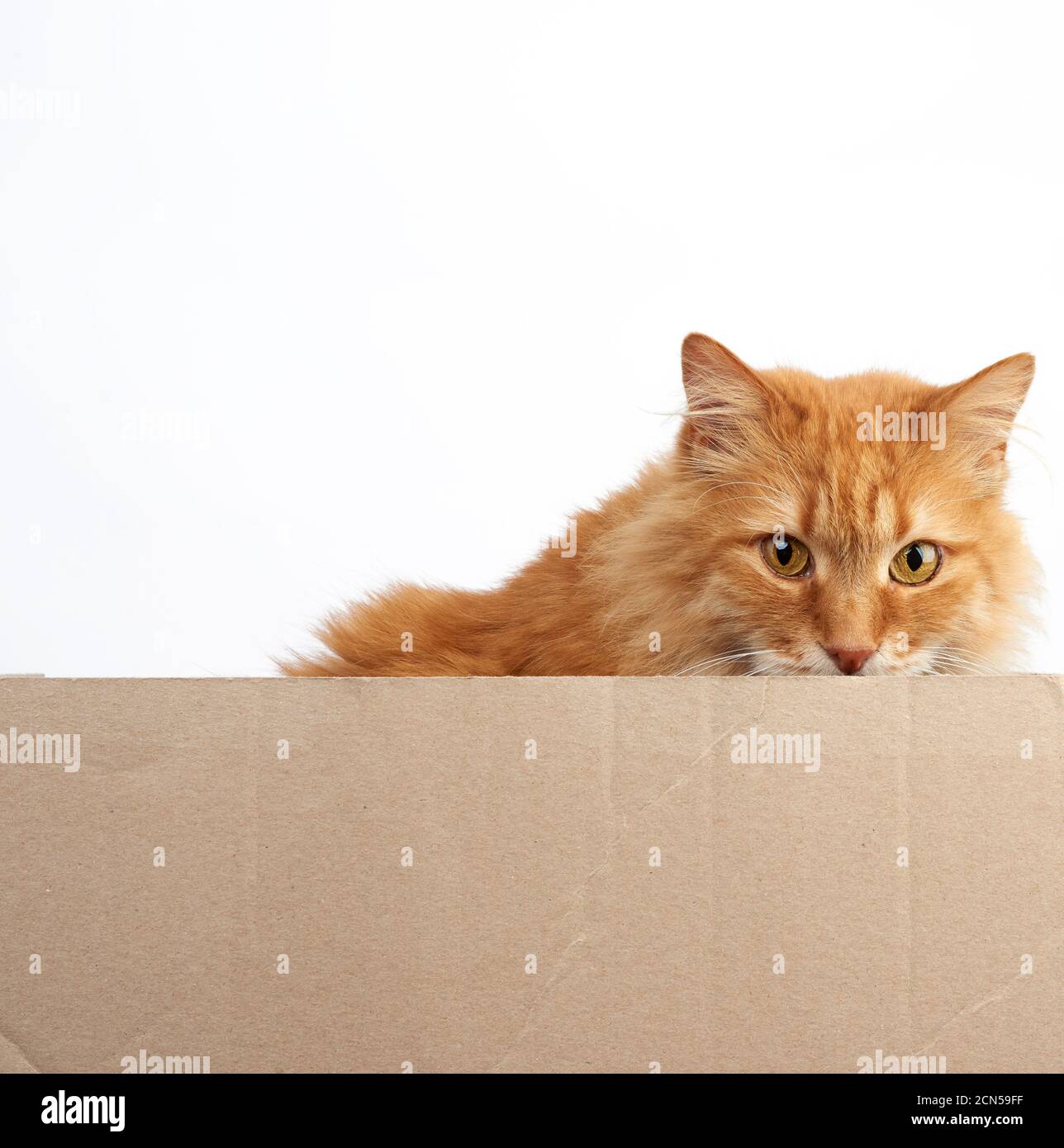 adult ginger fluffy cat peeks out from behind a brown cardboard Stock ...