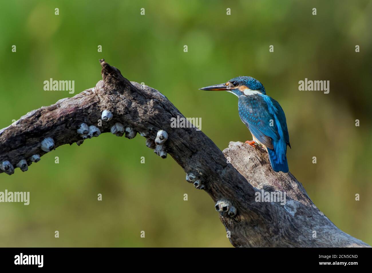 beauty of nature Stock Photo - Alamy