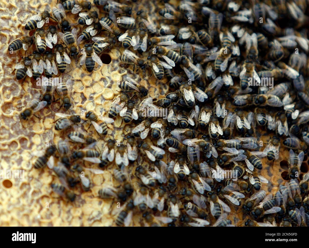 Humans and bees hi-res stock photography and images - Alamy