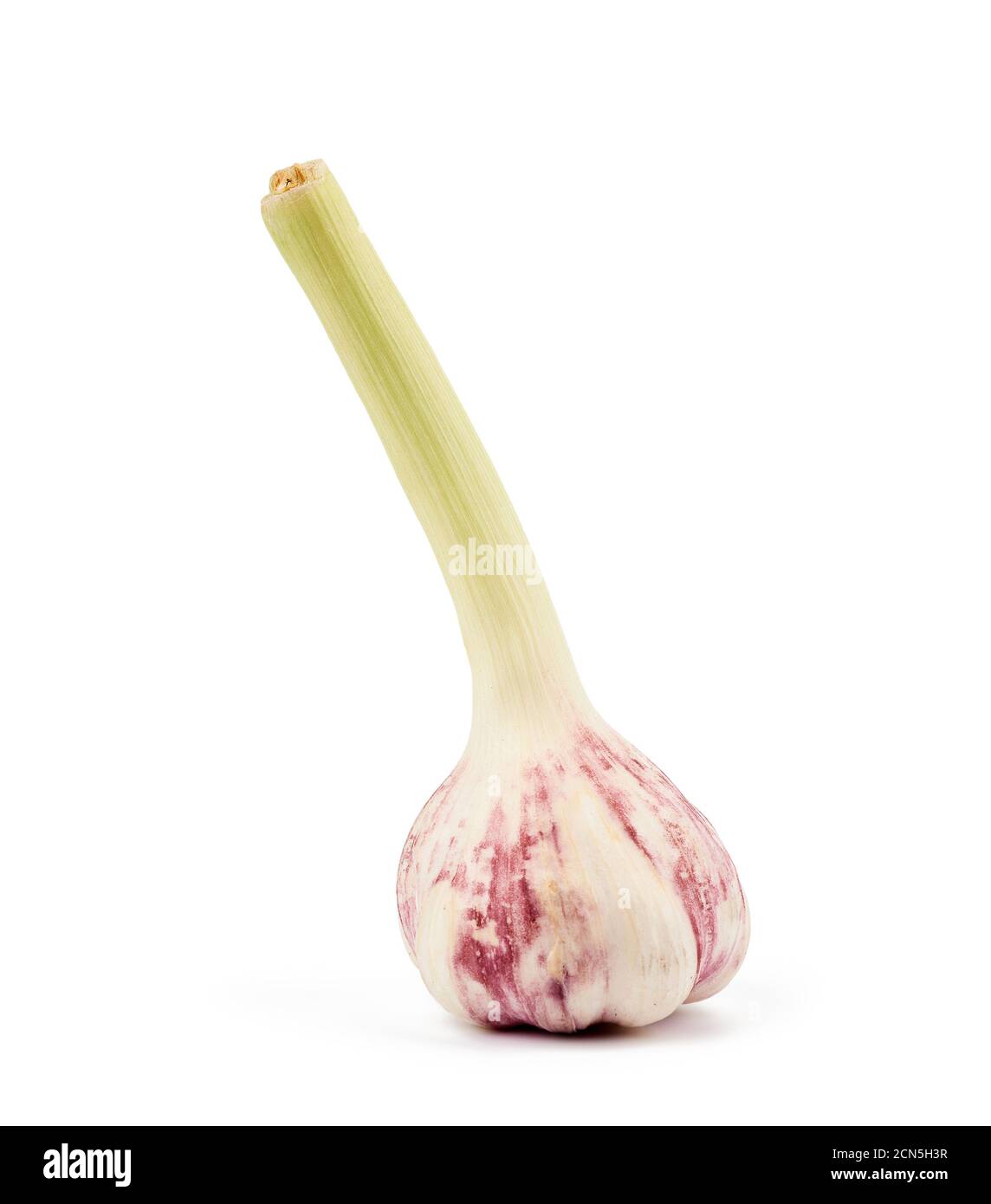 garlic root isolated on white background, fragrant spice Stock Photo ...