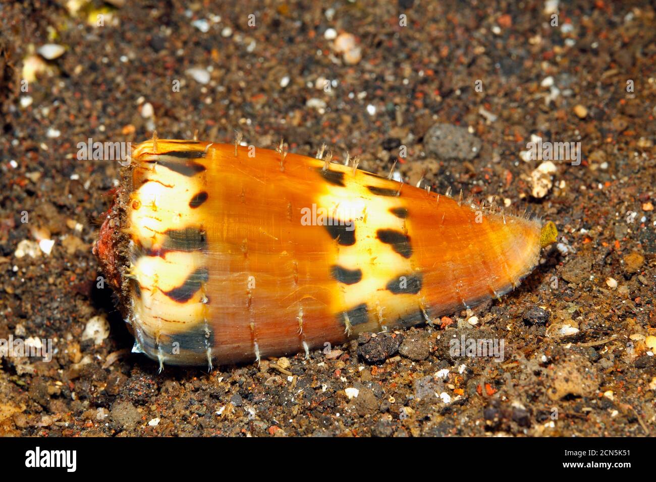 Conidae hi-res stock photography and images - Alamy