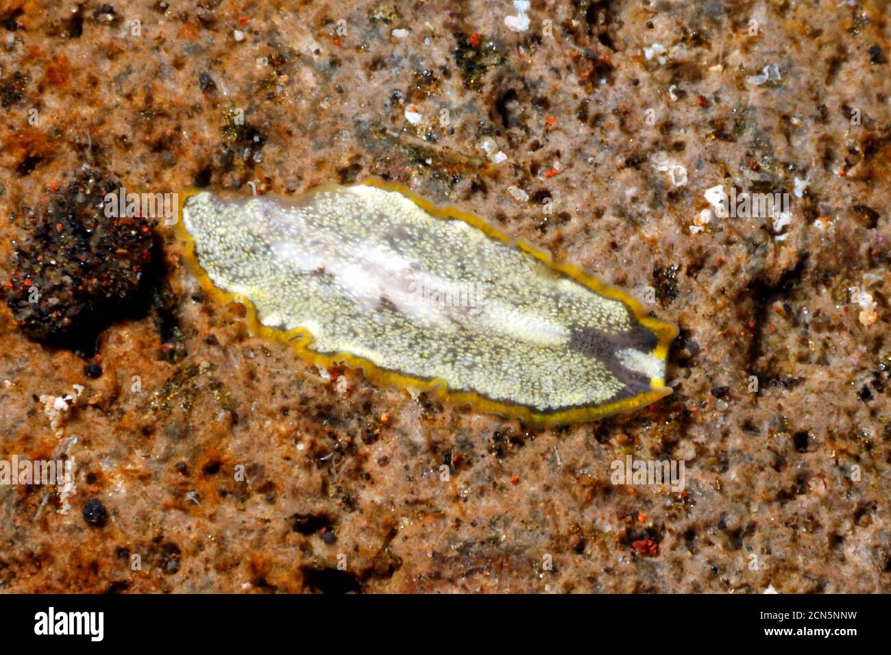 Colorful Marine Flatworm
