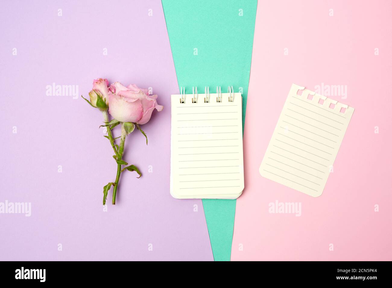 open notebook with white sheets and pink rose on a purple pink ...