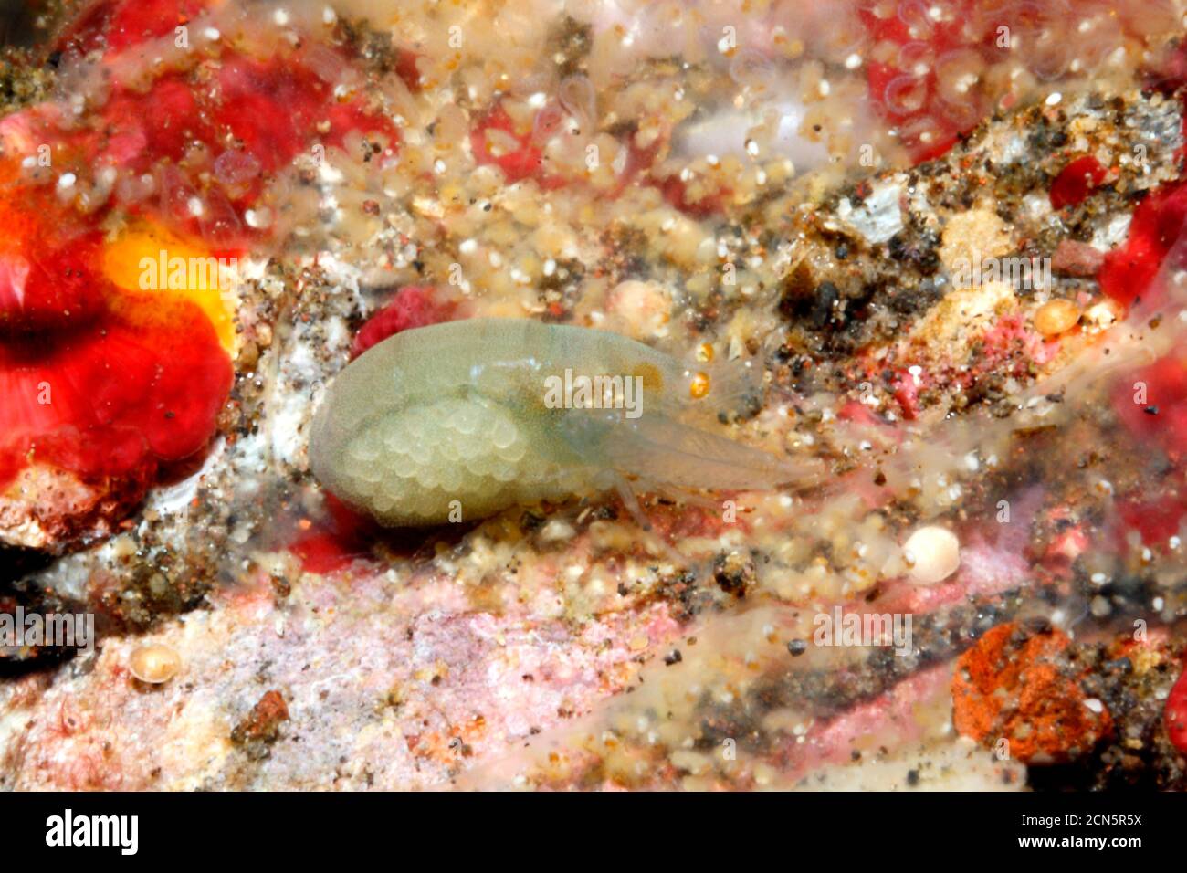 Ascidian Shrimp, or tunicate shrimp, possibly Periclimenaeus storchi ...