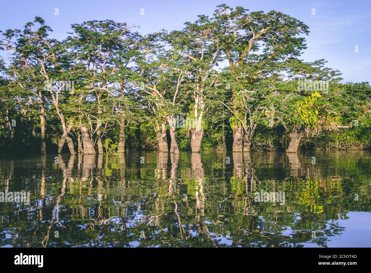 Amazon river landscape at sunrise Stock Photo - Alamy