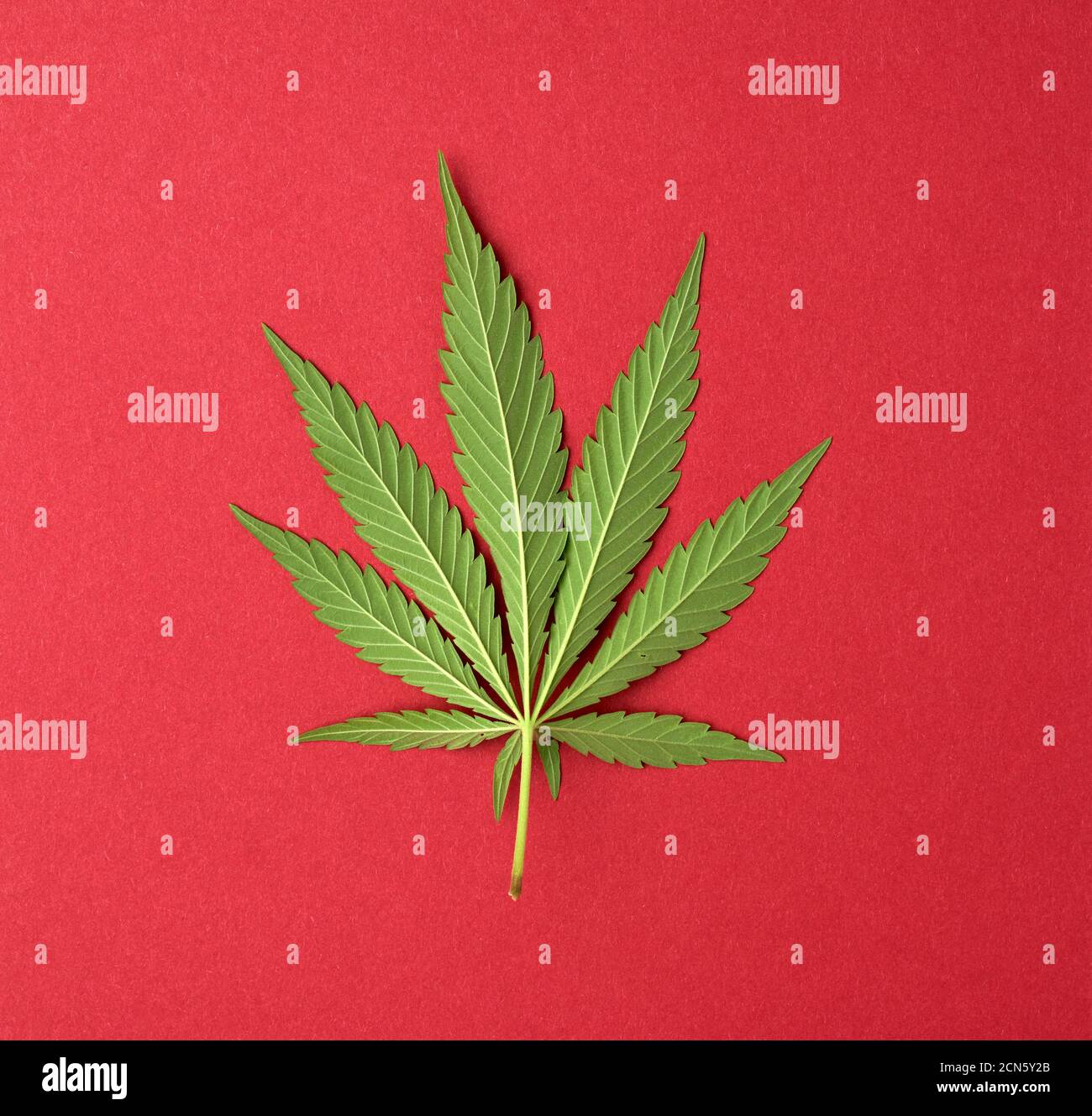 green hemp leaf on a red background Stock Photo - Alamy