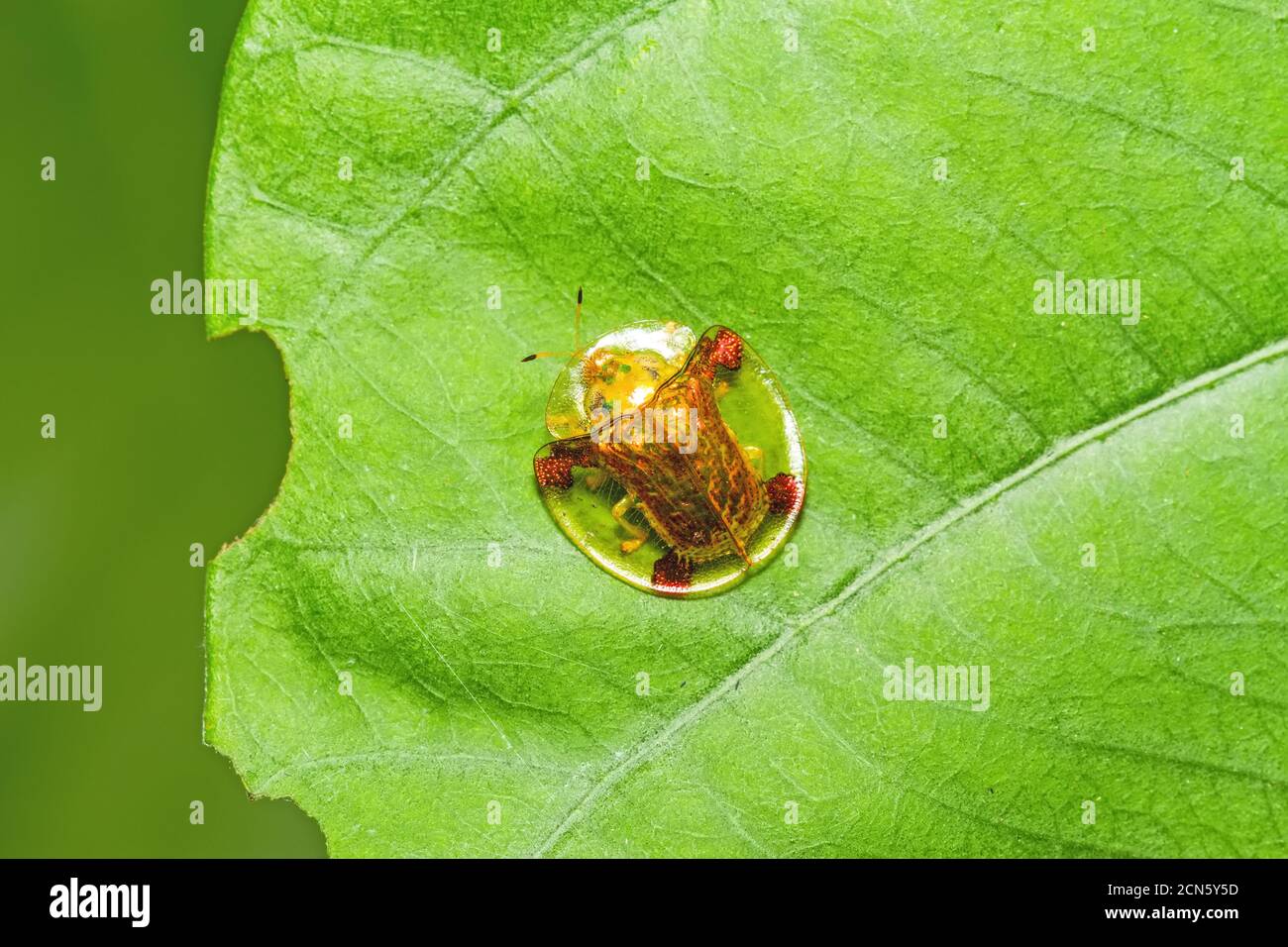 Golden tortoise hi-res stock photography and images - Alamy