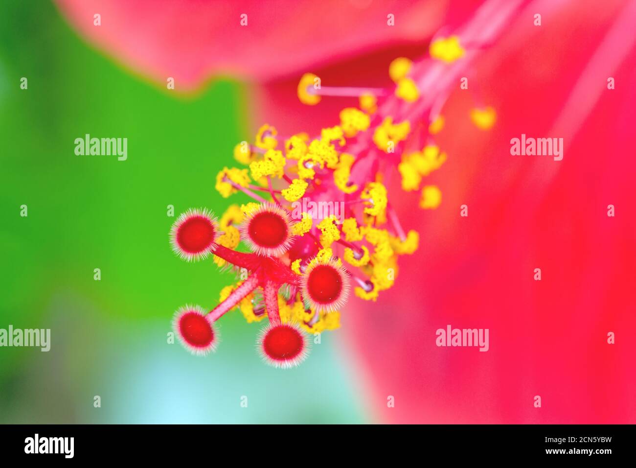 Colorful Macro pollen of red China Rose flower (Chinese hibiscus ...