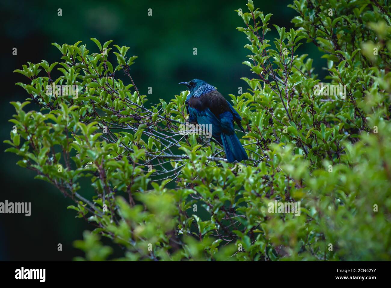Tui, a bird from the honeyeater family native to New Zealand, at dusk ...
