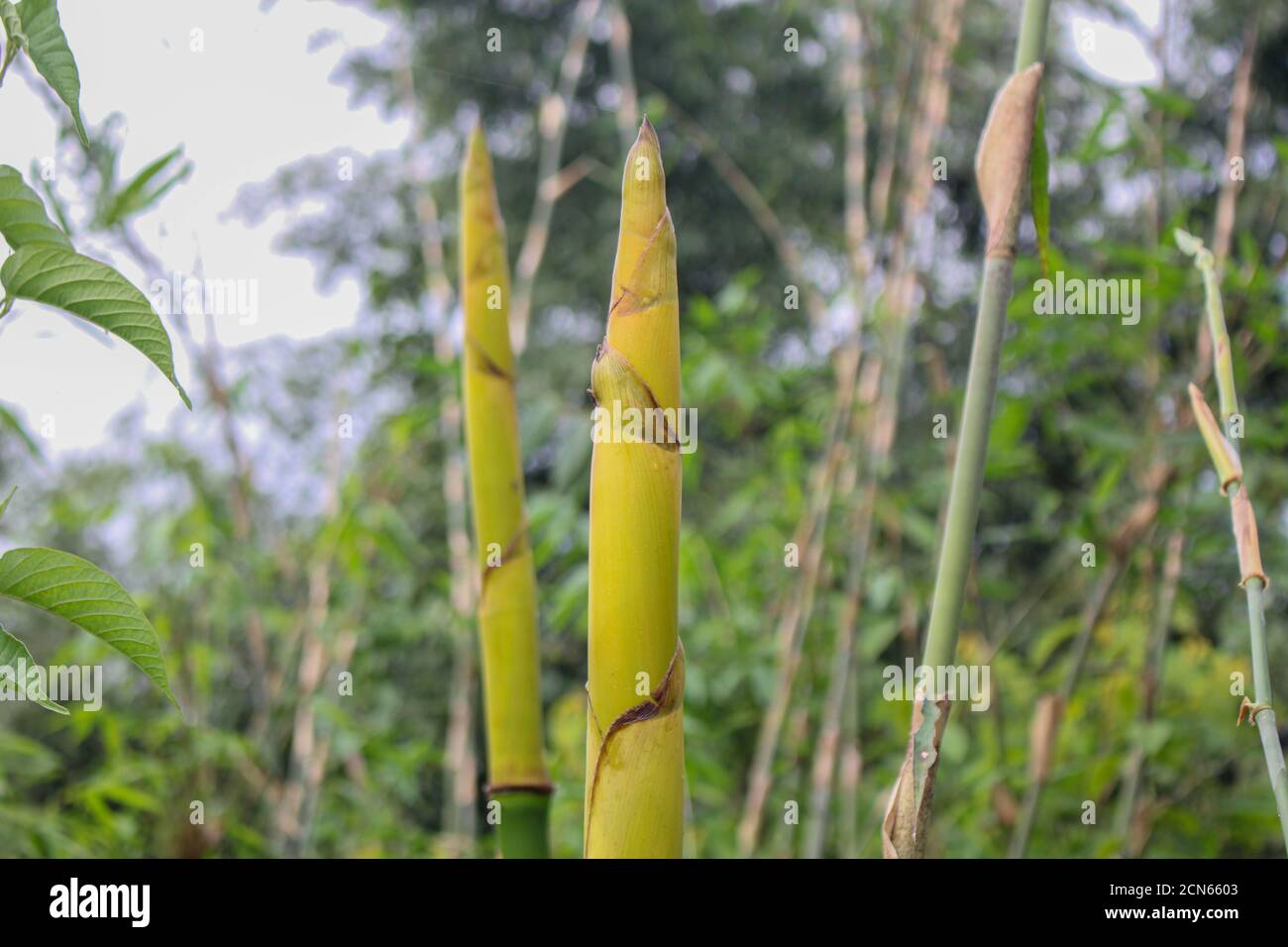 Bamboo shoot in the forest nature,asian countries Popular food Stock ...