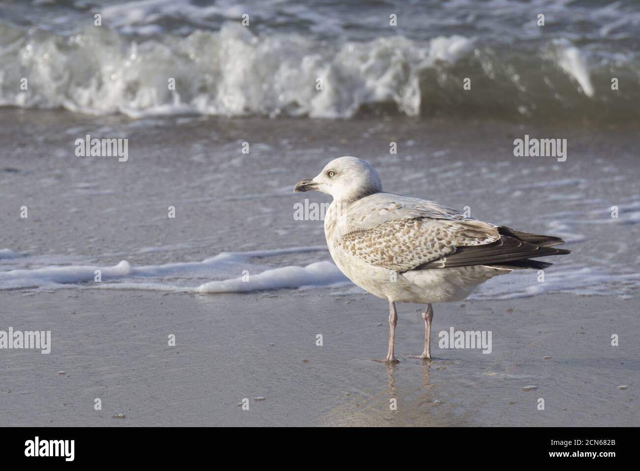 Sea landscape seagull coast hi-res stock photography and images - Alamy