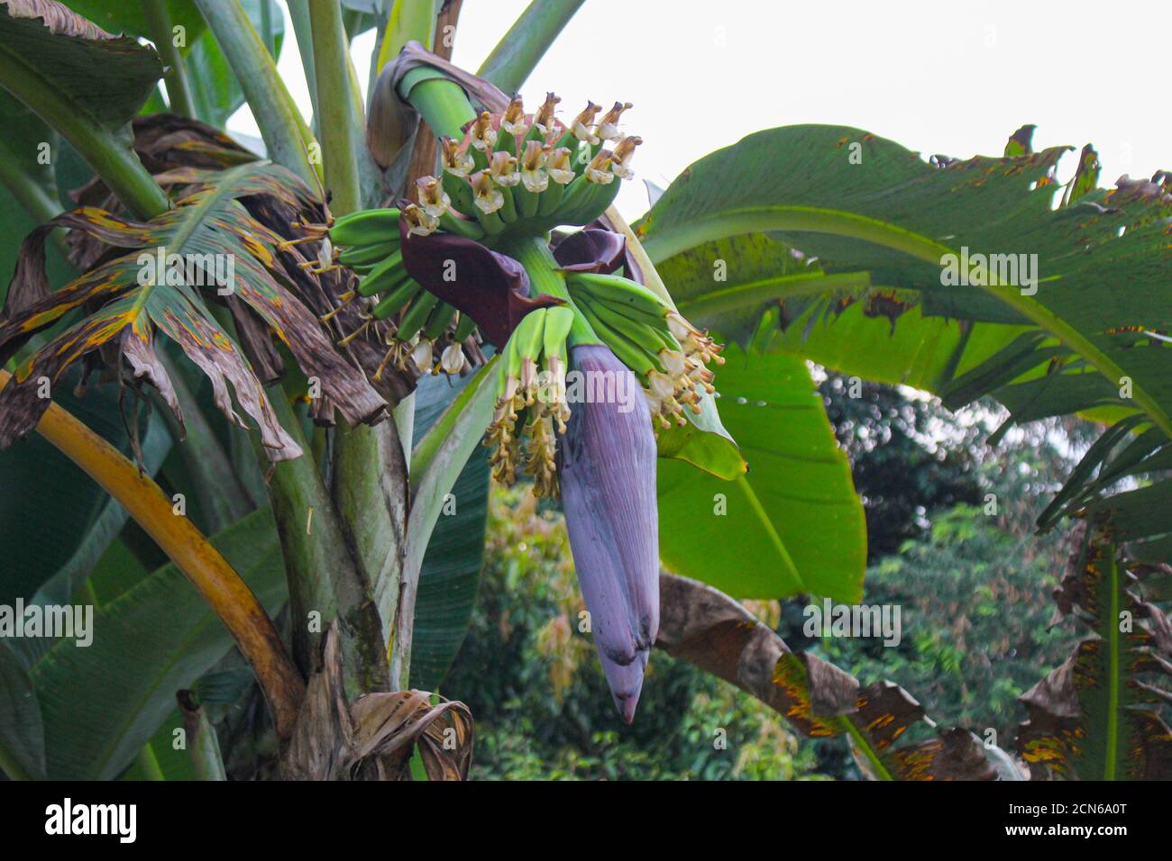 banana flower,young banana,Popular in asian countries and a variety of ...