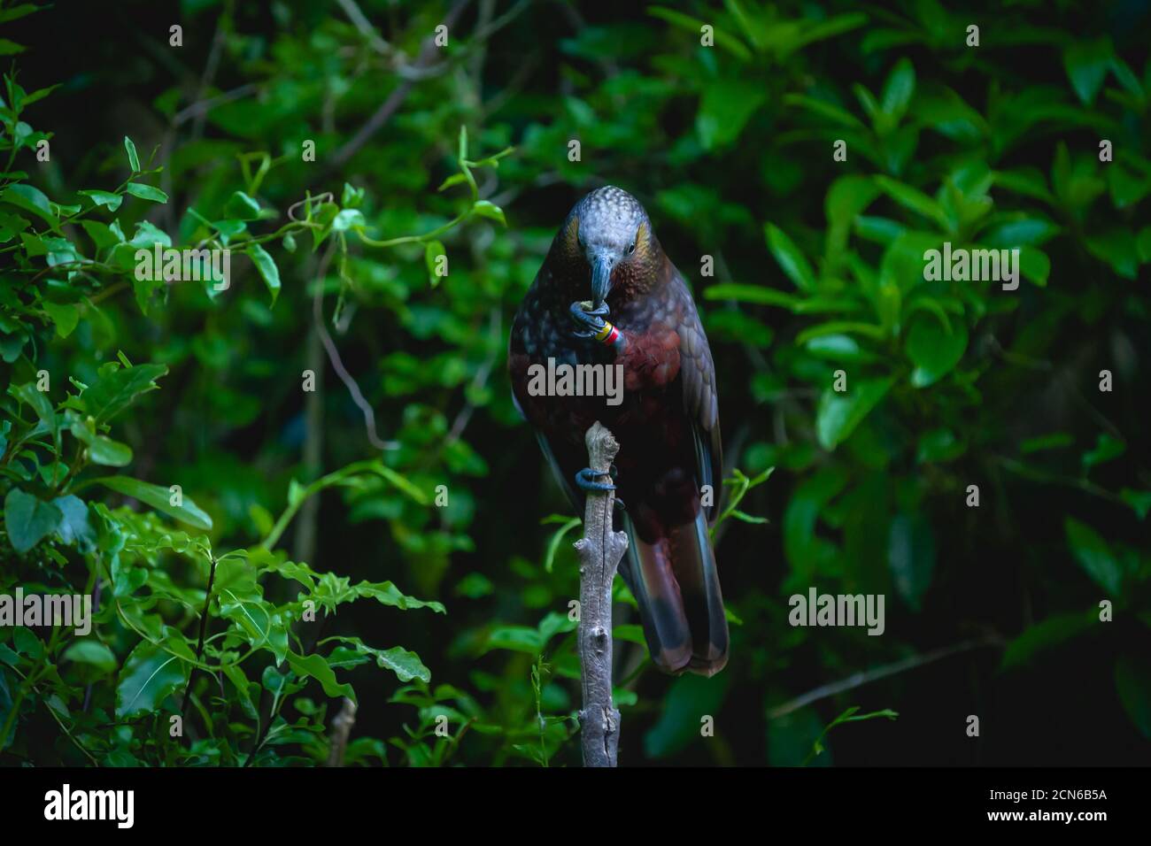 Kaka bird new zealand hi-res stock photography and images - Alamy