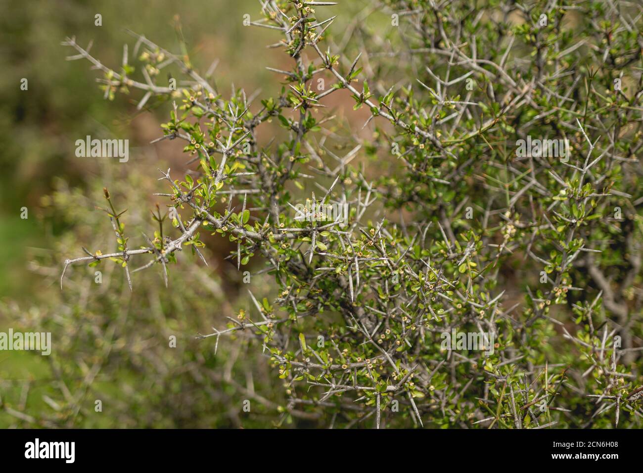 New zealand plant hi-res stock photography and images - Alamy