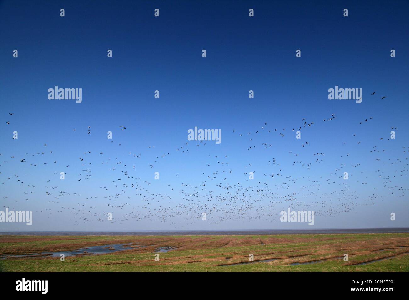 Army of geese hi-res stock photography and images - Alamy