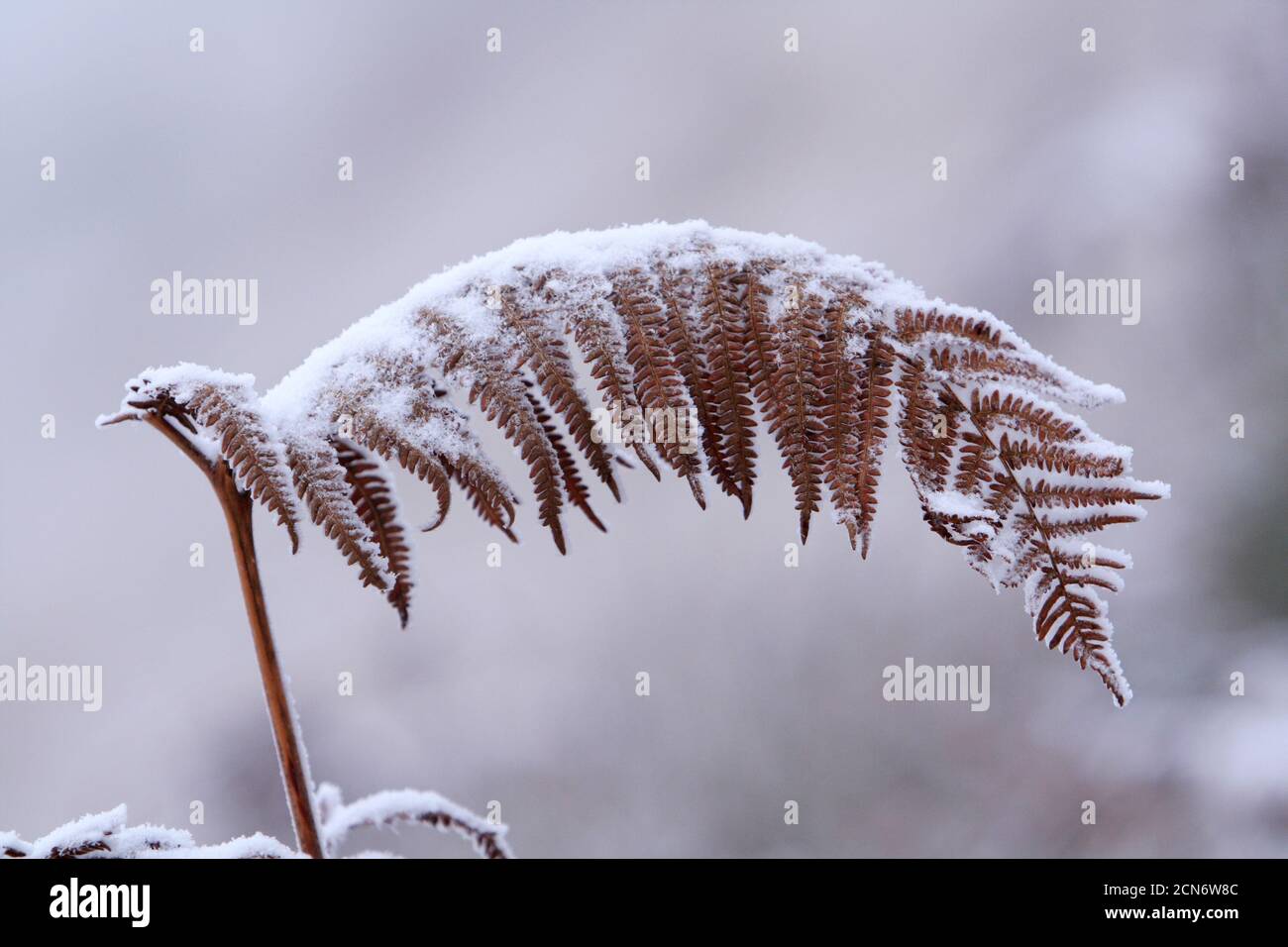 Fern leaf with snow hood - Winter in the High Fens Stock Photo - Alamy