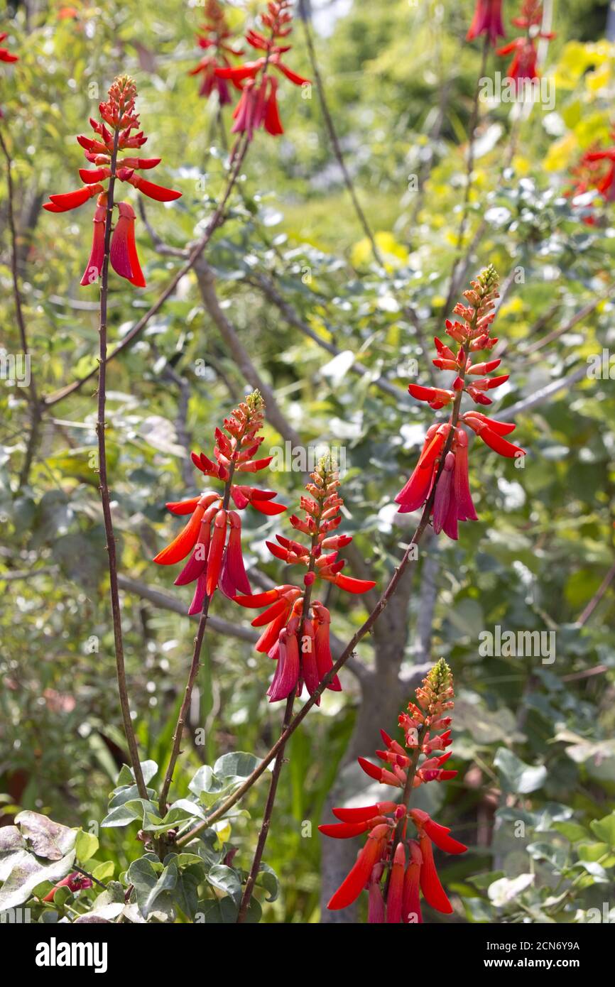 Kaffirboom coral tree hi-res stock photography and images - Alamy