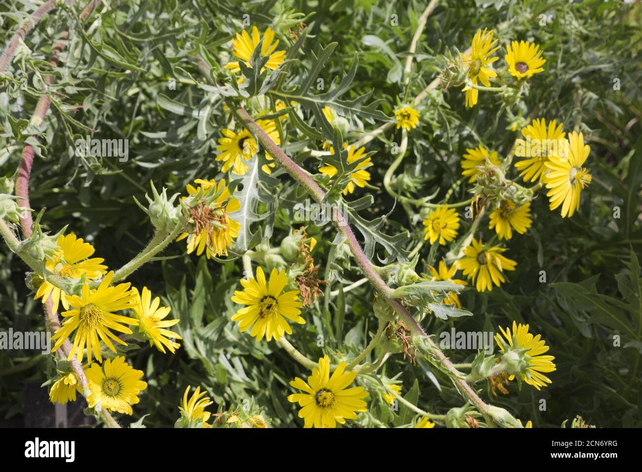 Compass plant (Silphium laciniatum) - flowering plant in the botanical ...