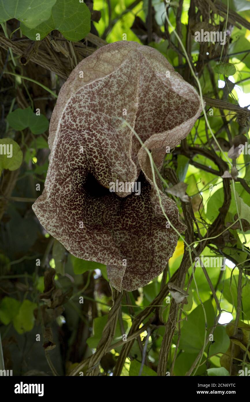 Pipe twisters hi-res stock photography and images - Alamy