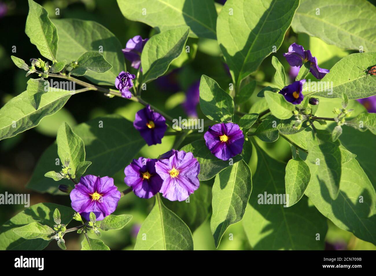 Nightshade bush hi-res stock photography and images - Alamy