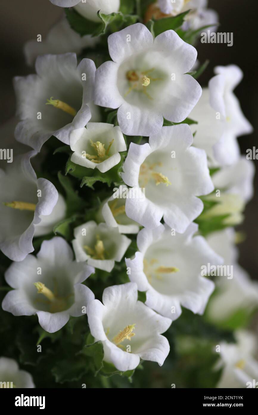 Mary mee hi-res stock photography and images - Alamy