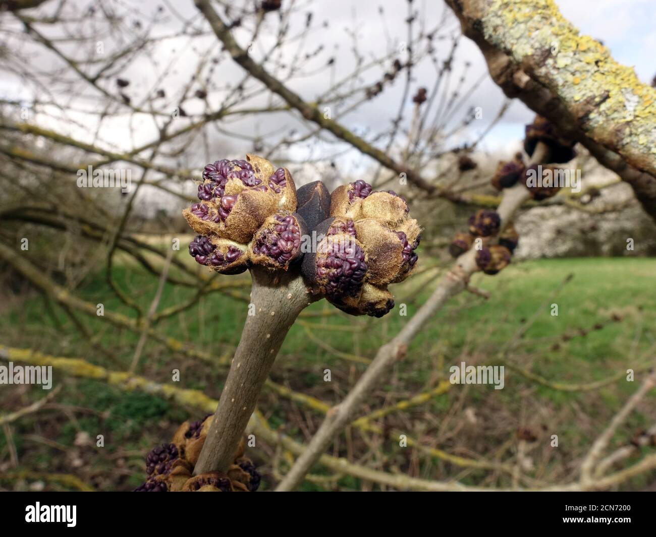 violet flower buds of a ash tree, European ash or common ash (Fraxinus ...