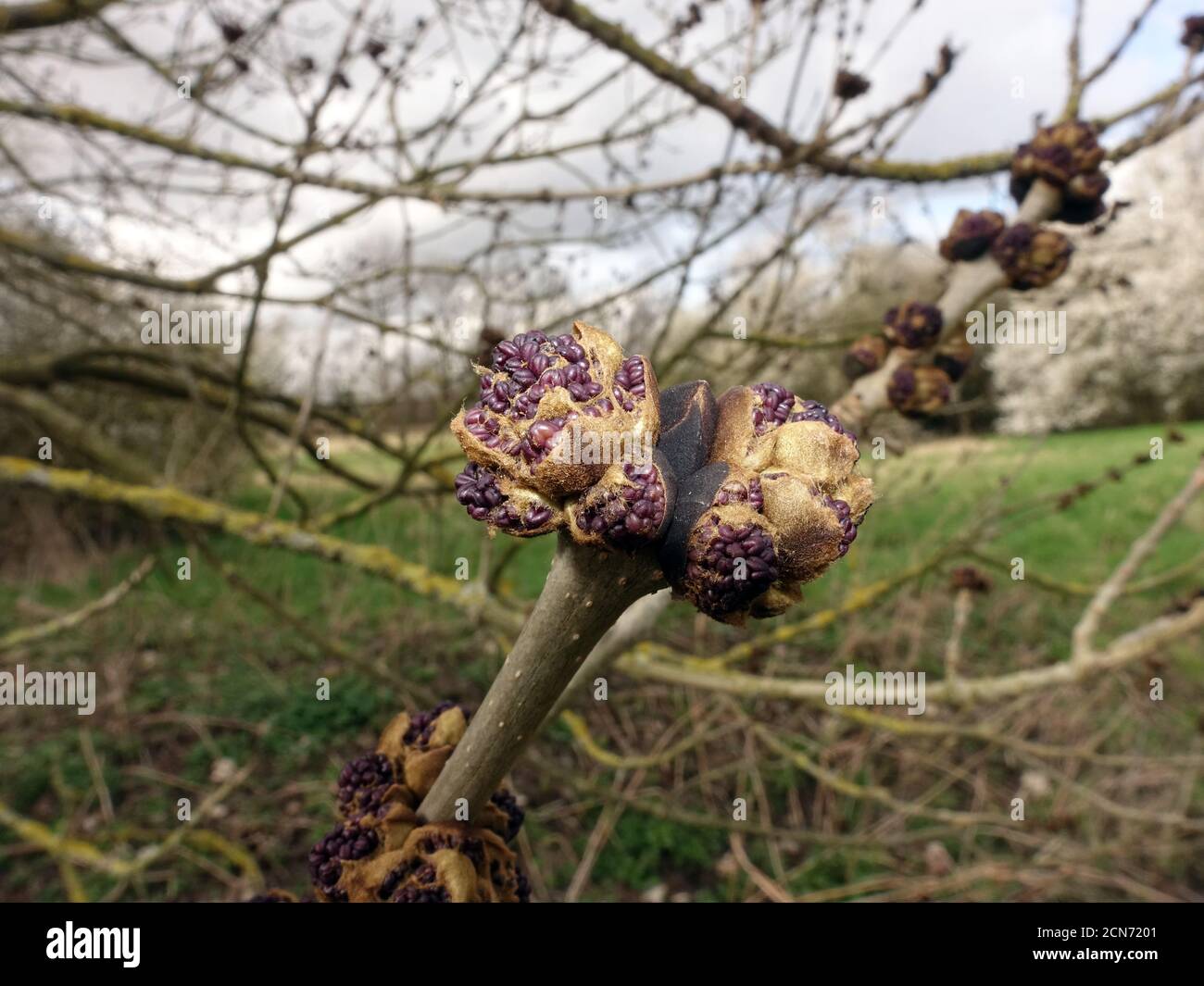 violet flower buds of a ash tree, European ash or common ash (Fraxinus ...