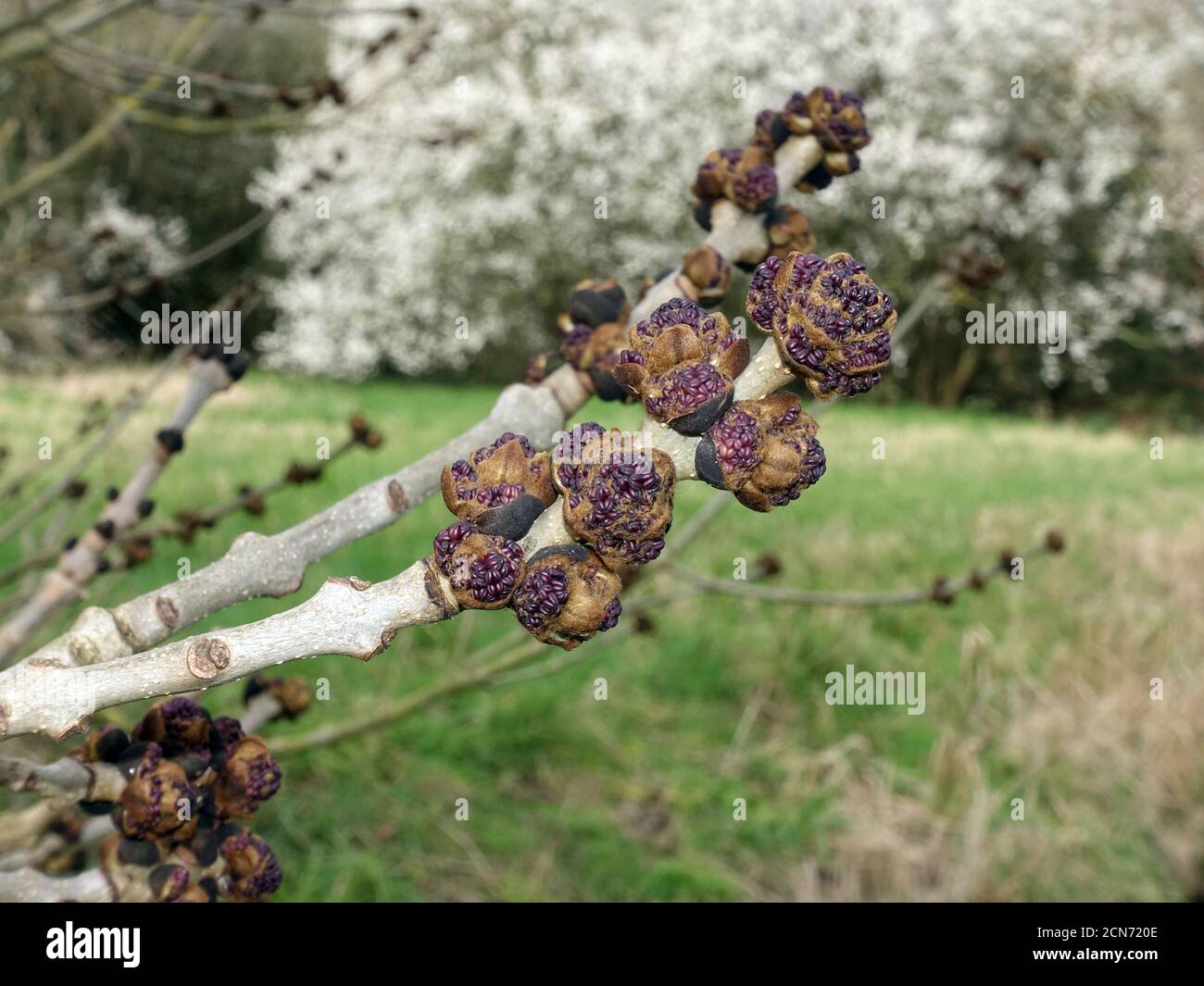 violet flower buds of a ash tree, European ash or common ash (Fraxinus ...